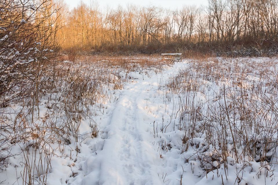 Brown's Lake Bog Preserve | The Nature Conservancy