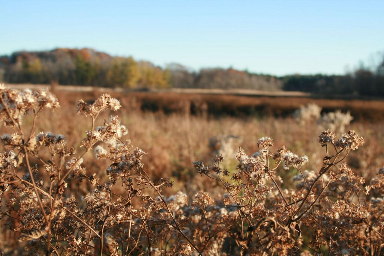 J. Arthur Herrick Fen Preserve | The Nature Conservancy