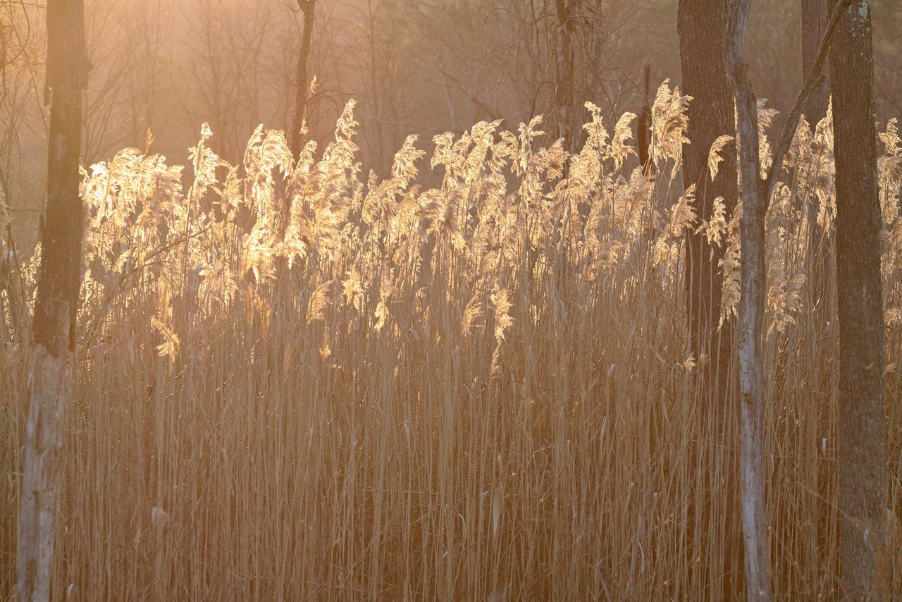 Unwelcome in Ohio: Invasive Species and TNC's Work Against Them
