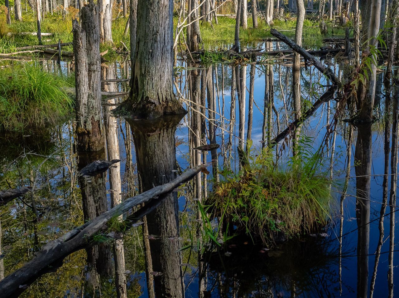 Morgan Swamp Preserve | The Nature Conservancy in Ohio