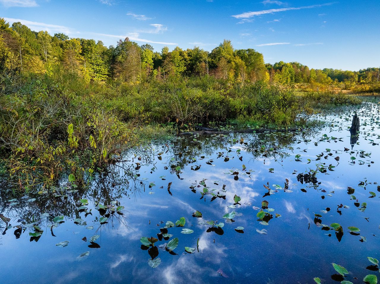 Morgan Swamp Preserve | The Nature Conservancy in Ohio