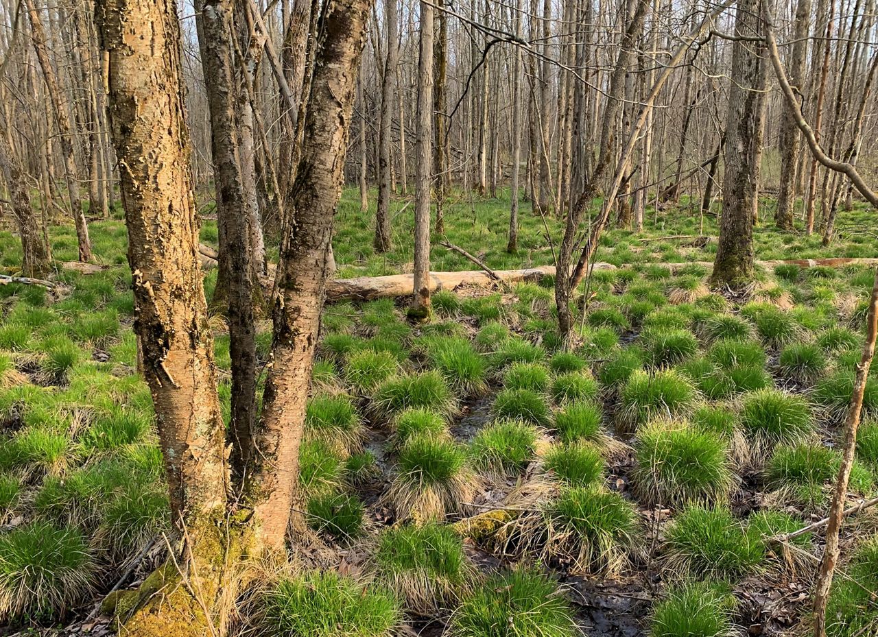 Morgan Swamp Preserve | The Nature Conservancy in Ohio