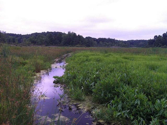 J. Arthur Herrick Fen Preserve | The Nature Conservancy