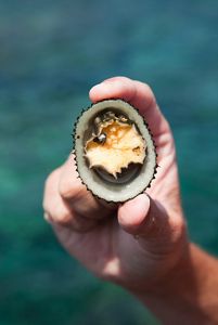 Protecting 'Opihi in East Maui