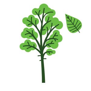 How To Identify Common Oregon Trees