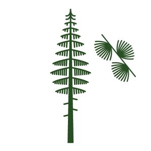 How To Identify Common Oregon Trees