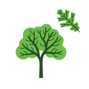 How To Identify Common Oregon Trees