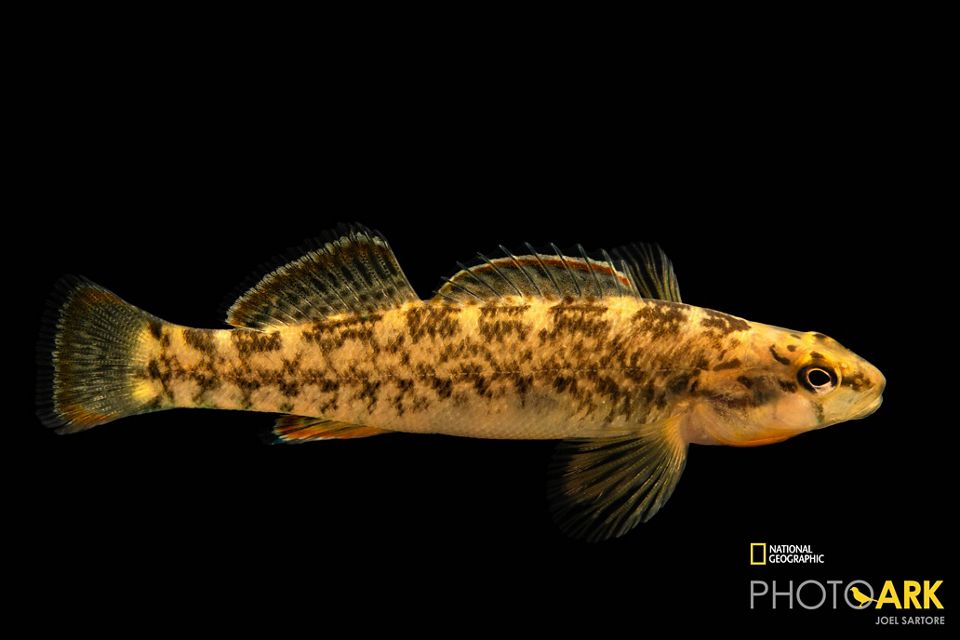 Pontotoc Ridge Preserve