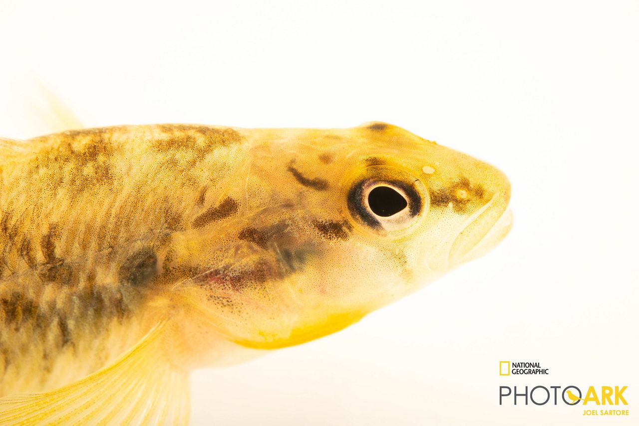 Pontotoc Ridge Preserve