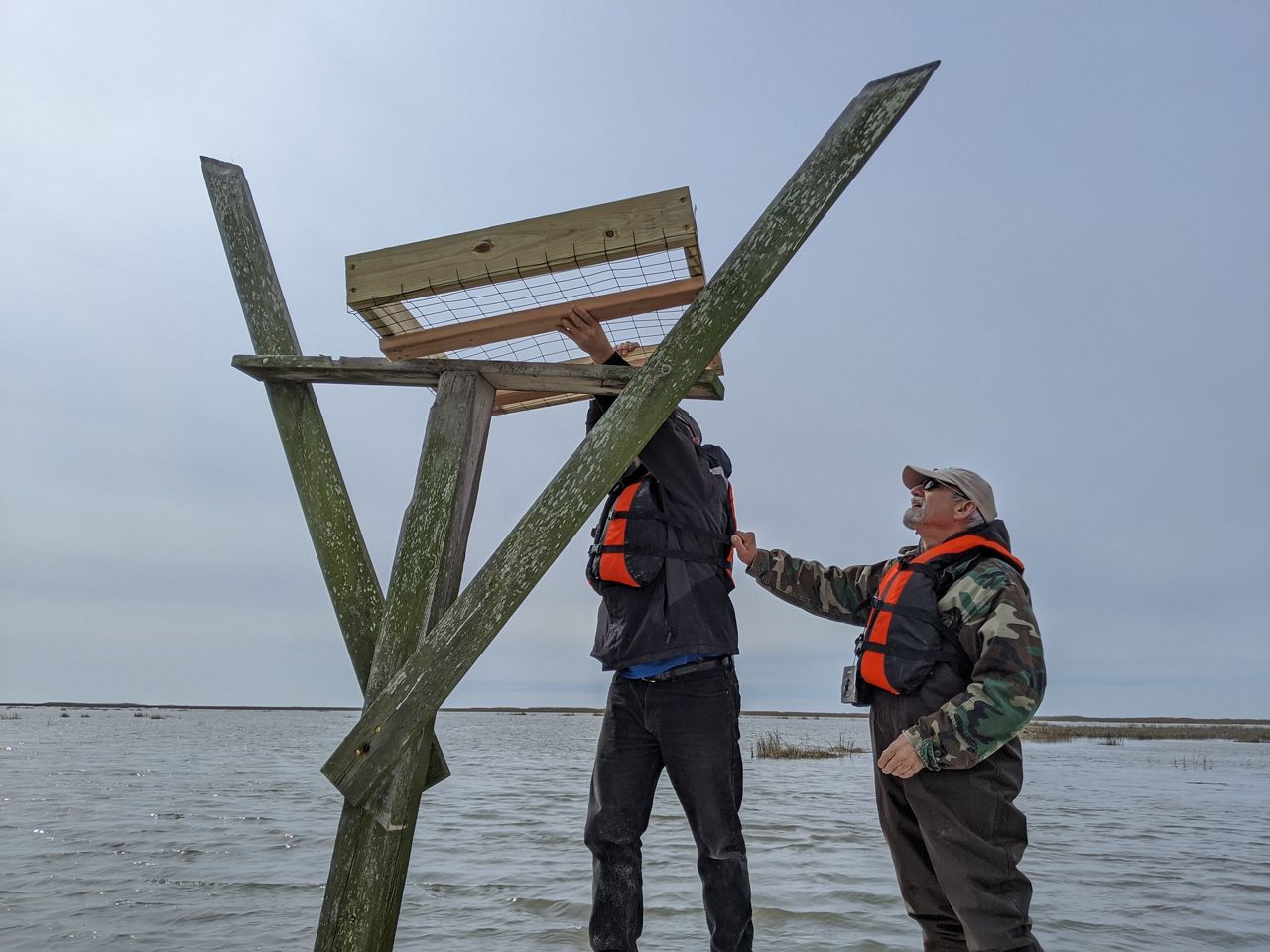 Osprey Are Thriving in New Jersey | The Nature Conservancy