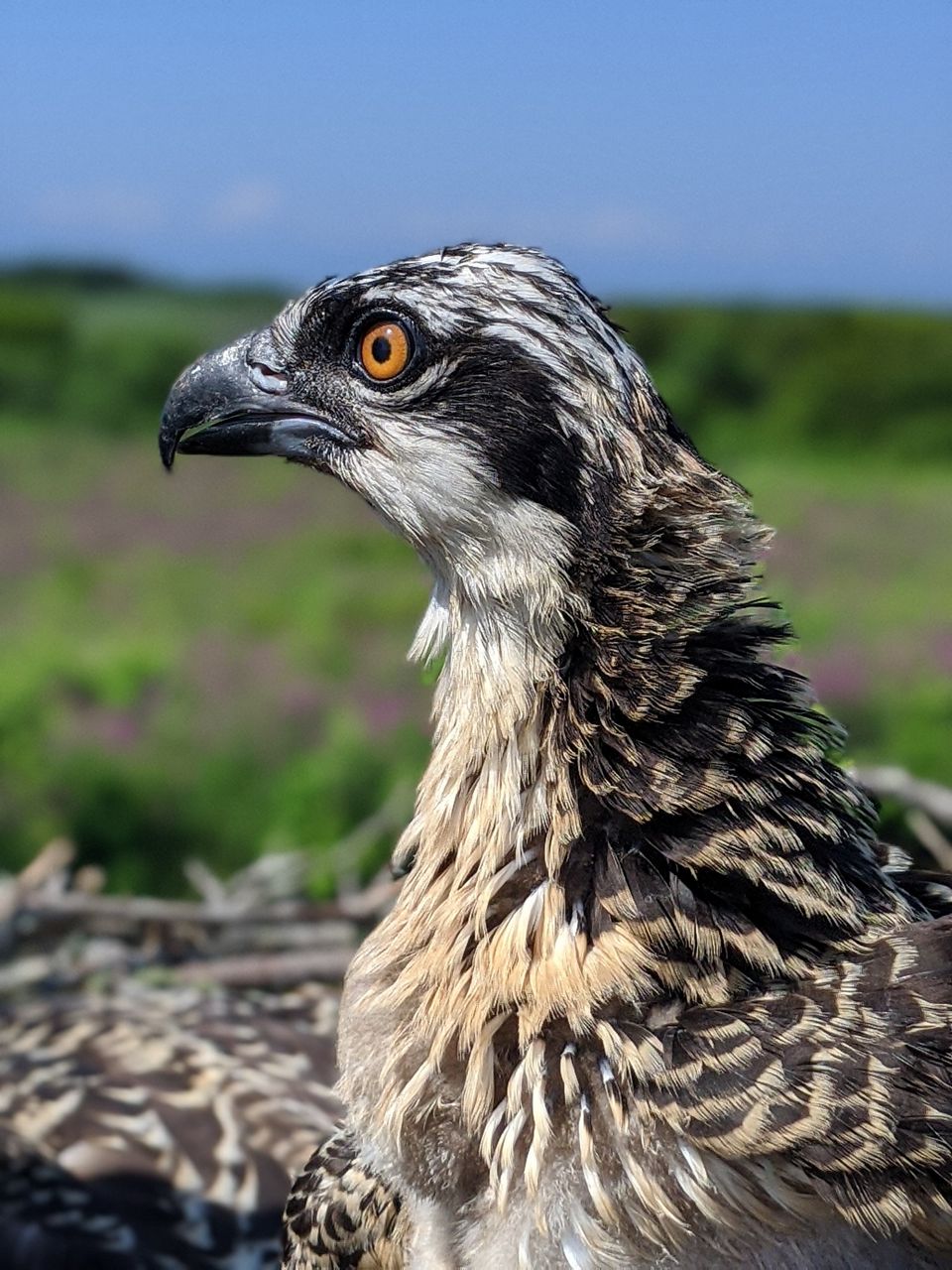 Osprey Are Thriving in New Jersey | The Nature Conservancy