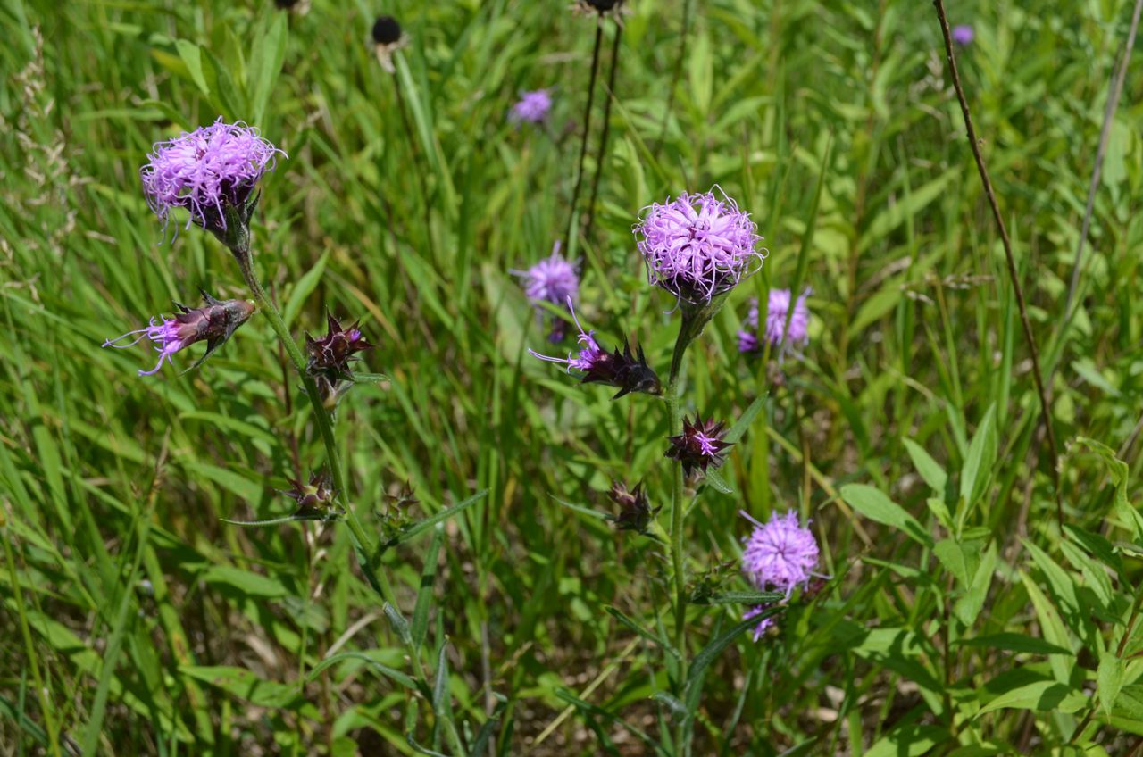 Ohio Wildflowers to Find All Year Long | The Nature Conservancy