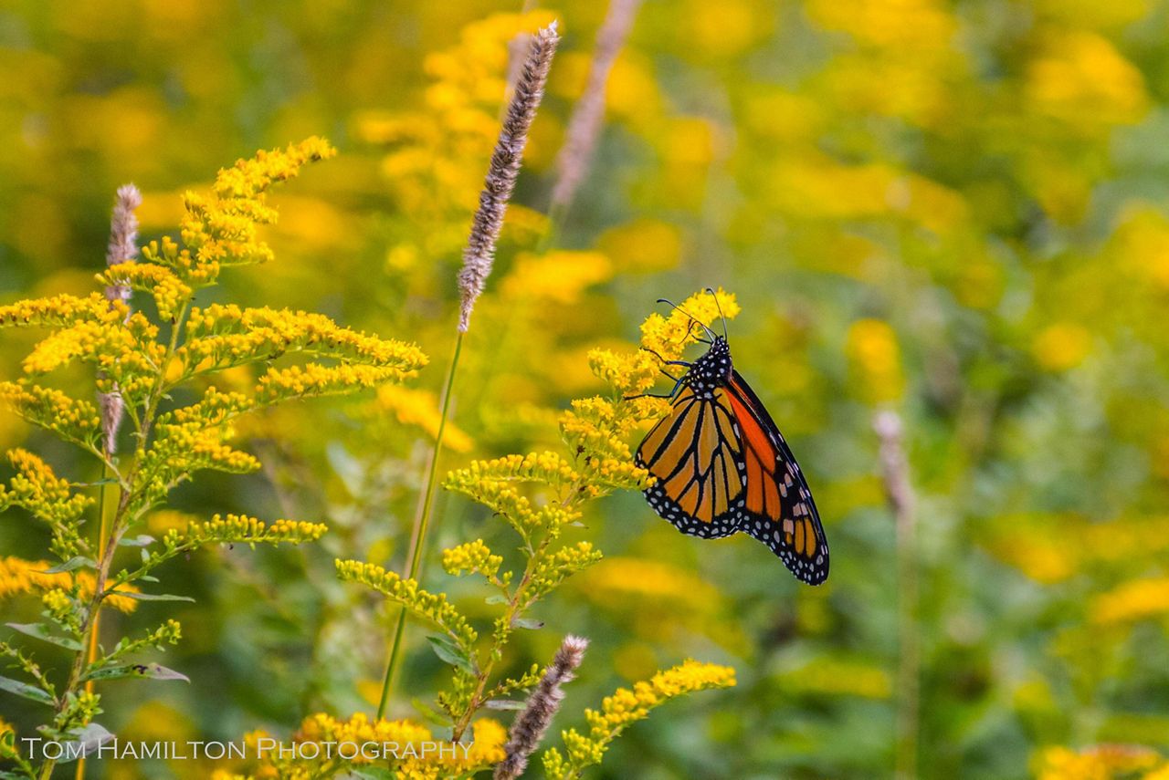 Ohio Wildflowers to Find All Year Long | The Nature Conservancy