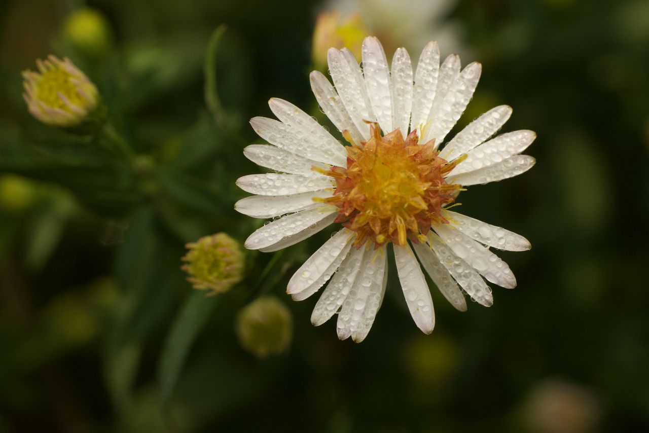 Ohio Wildflowers to Find All Year Long | The Nature Conservancy