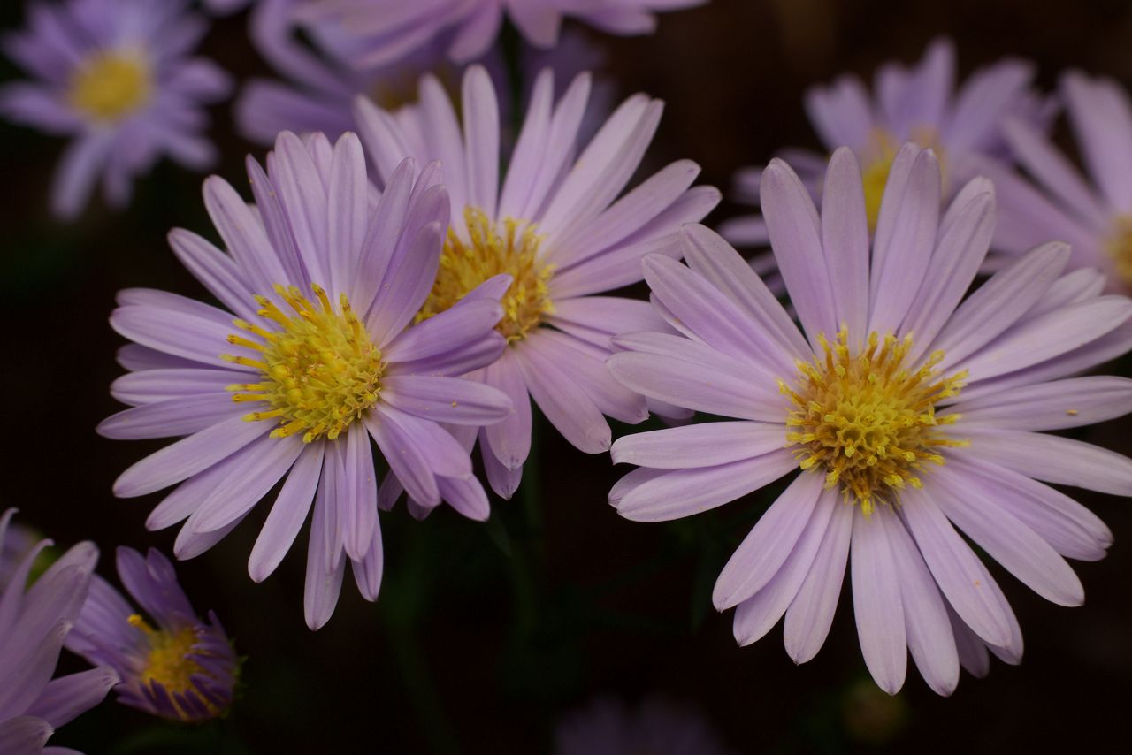 Ohio Wildflowers to Find All Year Long | The Nature Conservancy