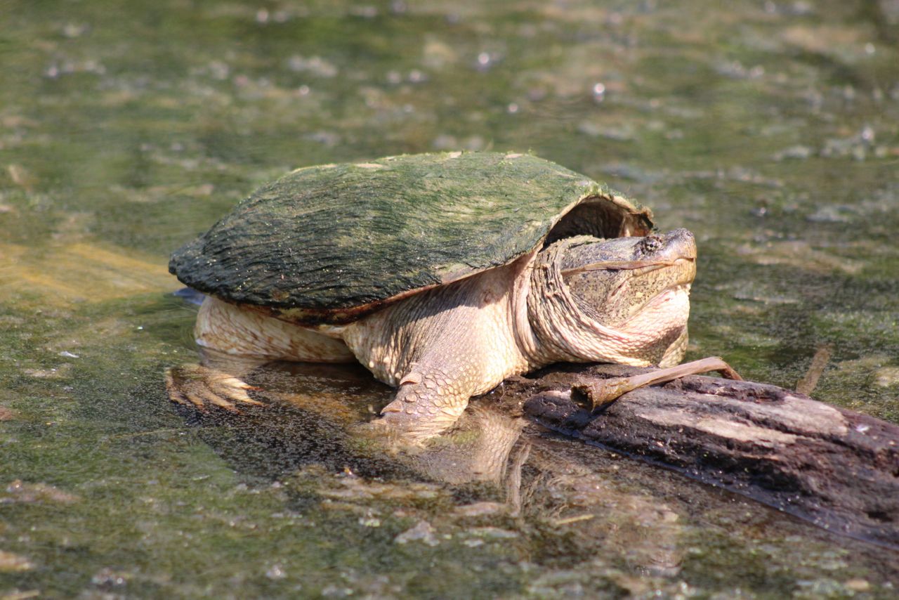 Restoring Sandusky Bay | The Nature Conservancy in Ohio