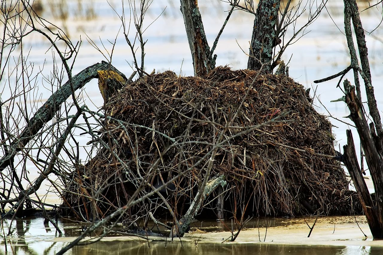 Explore Nature in Ohio All Year with The Nature Conservancy