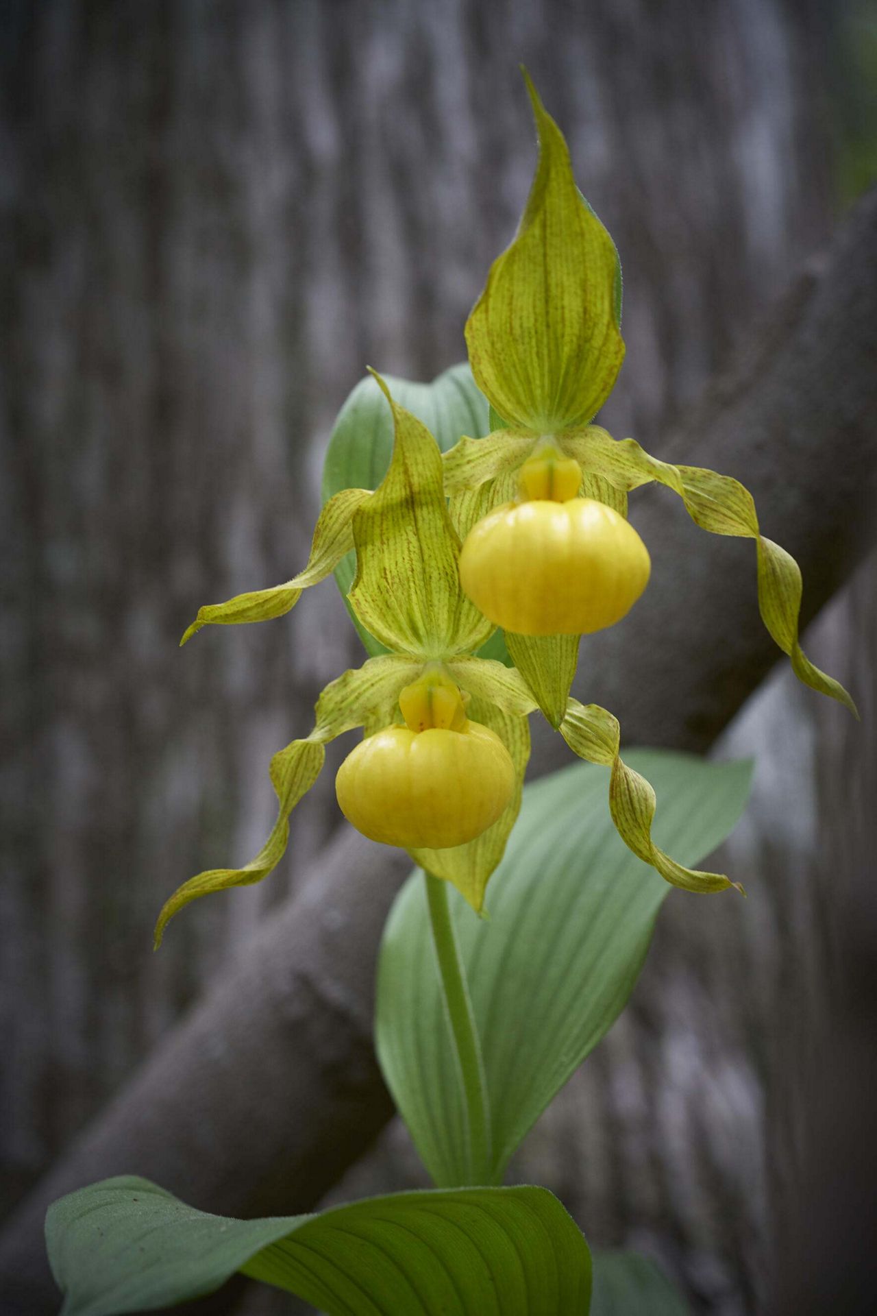 Protecting Habitat for the Rare Mitchell's Satyr Butterfly | TNC