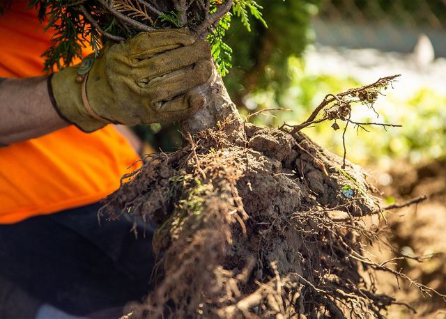 Green Heart Project in Louisville | The Nature Conservancy
