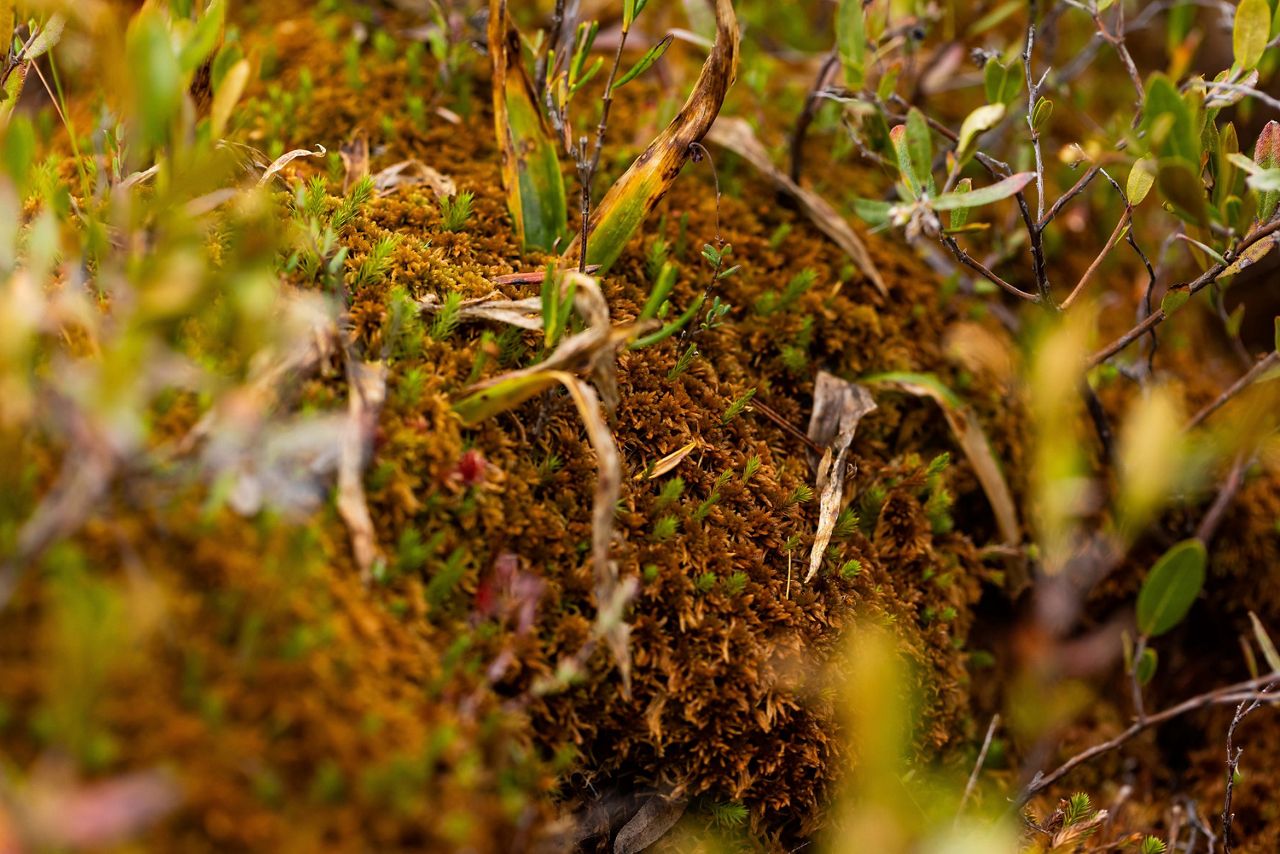 El poder de las turberas I The Nature Conservancy