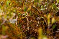 El poder de las turberas I The Nature Conservancy