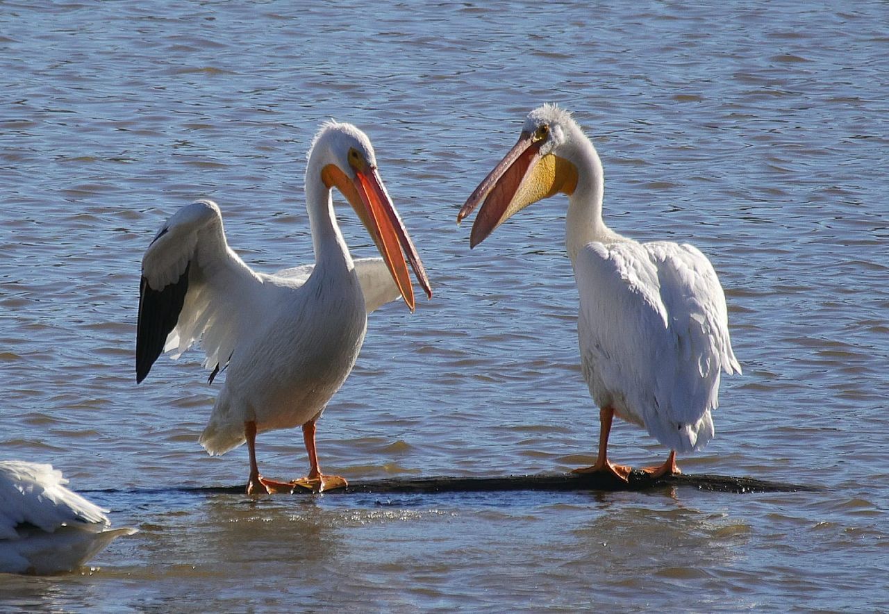 The Wabash River | The Nature Conservancy