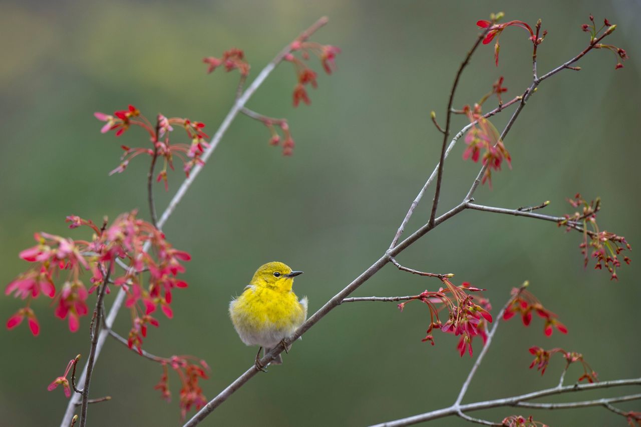 Lizard Tail Swamp Preserve | The Nature Conservancy in New Jersey