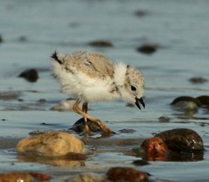 Goosewing Beach Preserve | The Nature Conservancy in Rhode Island