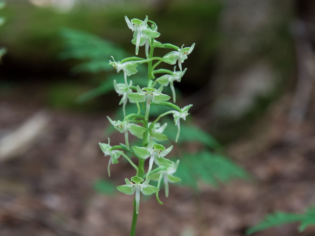 Lime Pond Preserve | The Nature Conservancy in New Hampshire