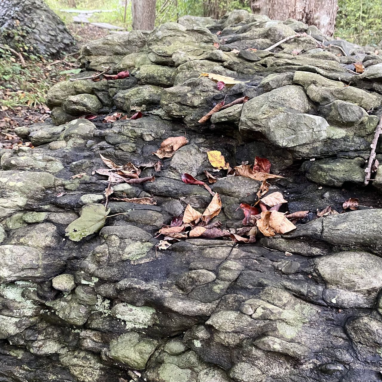 Pocasset Ridge Conservation Area | The Nature Conservancy in RI