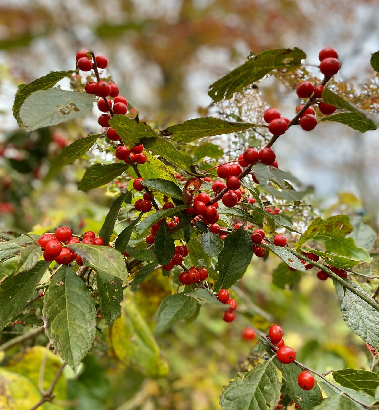 Pocasset Ridge Conservation Area | The Nature Conservancy in RI