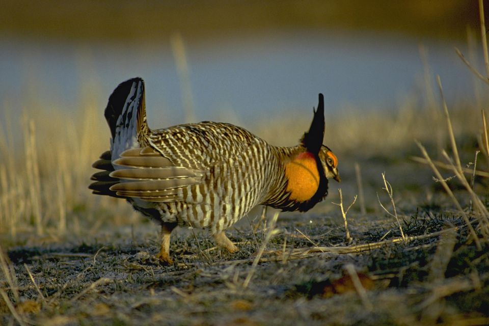 The Central Sands | The Nature Conservancy in Wisconsin