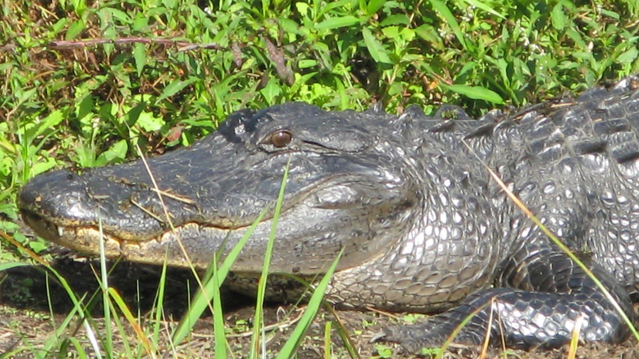 Rafter T Ranch | The Nature Conservancy in Florida