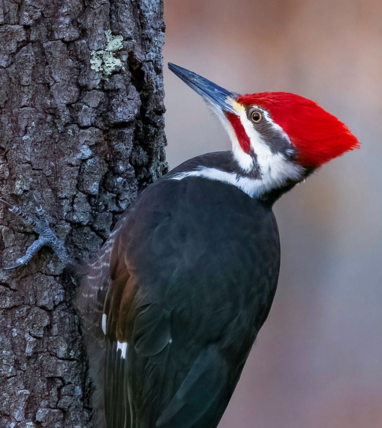 Canonchet Brook Preserve | The Nature Conservancy in Rhode Island