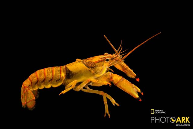 Pontotoc Ridge Preserve