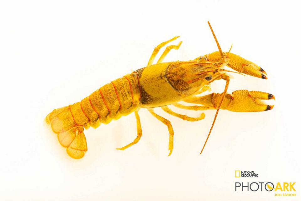 Pontotoc Ridge Preserve