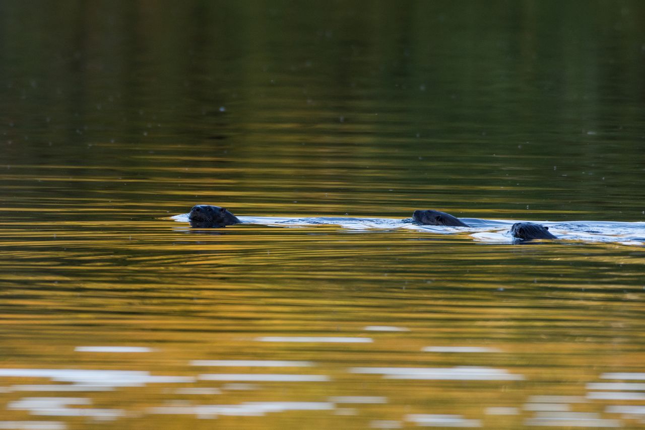Lime Pond Preserve | The Nature Conservancy in New Hampshire