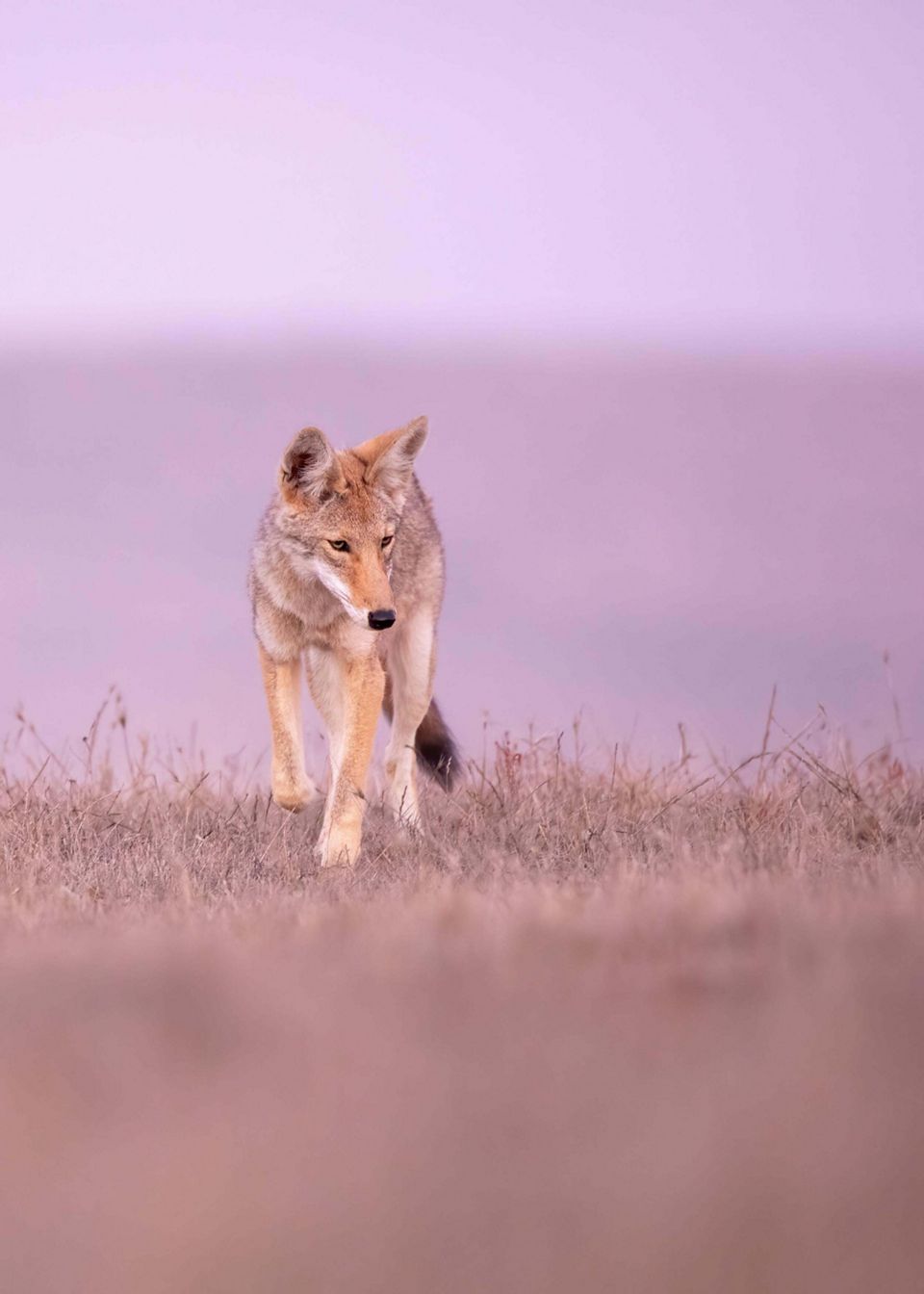 RCIS Program Overview | RCIS Toolkit