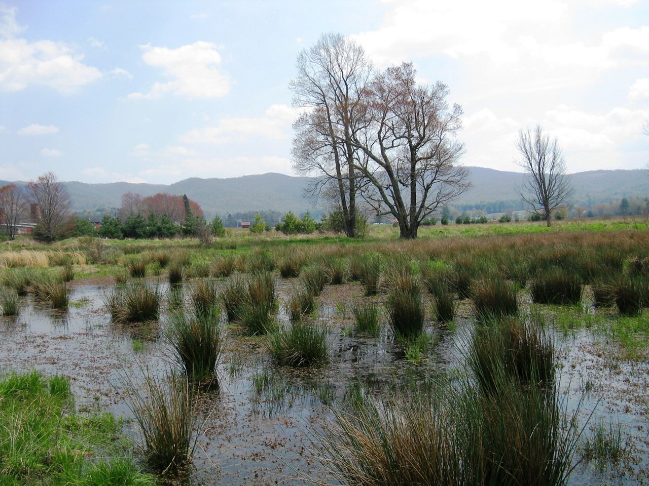 The Nature Conservancy's Orchard Bog and Quarry Bog