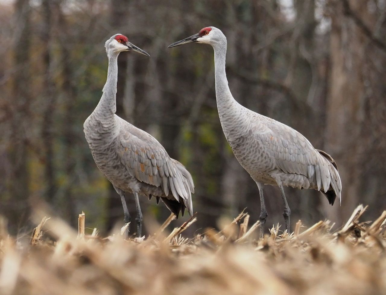 Ohio Migratory Birds | The Nature Conservancy