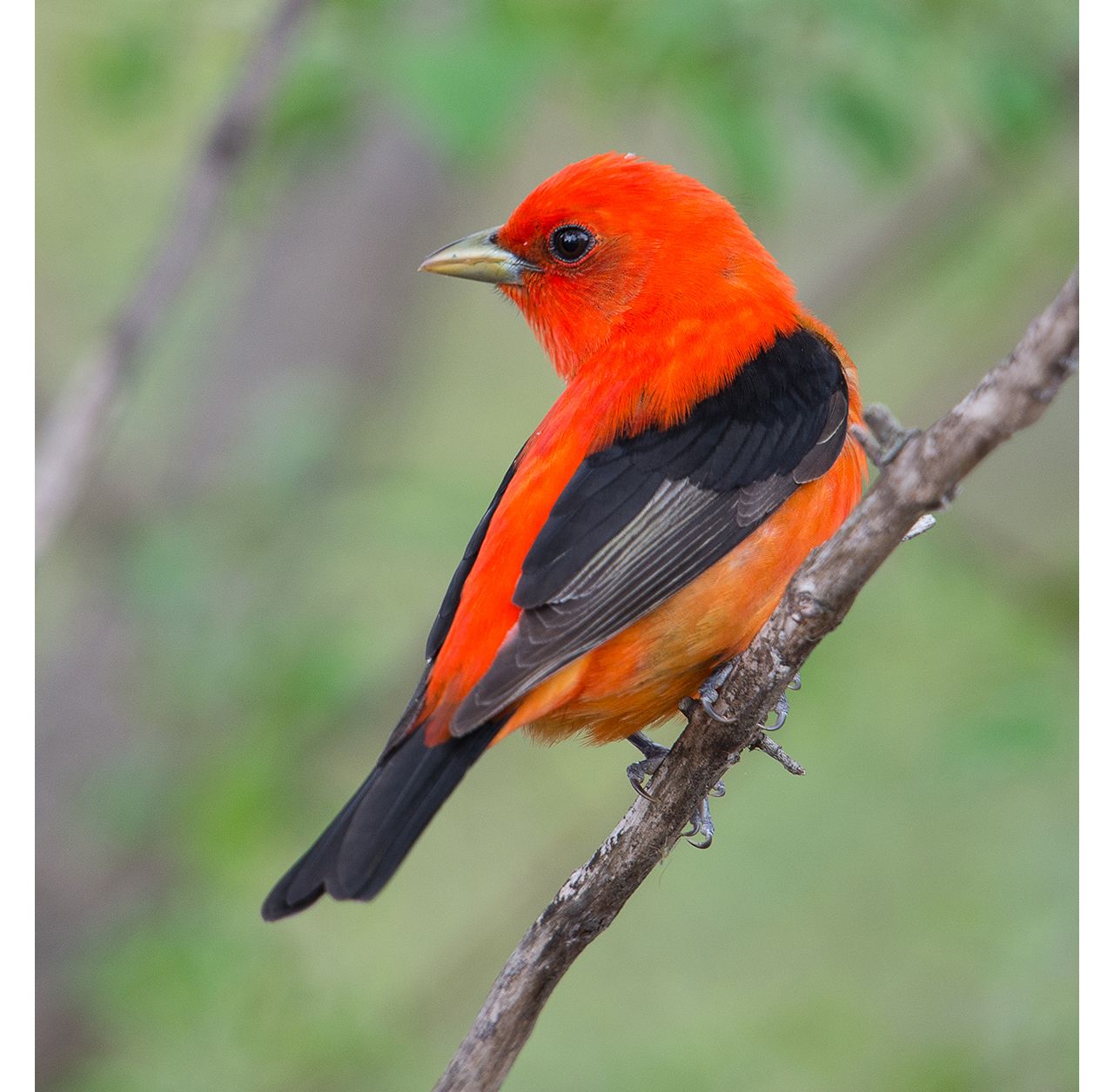 Green's Bluff Nature Preserve | The Nature Conservancy in Indiana