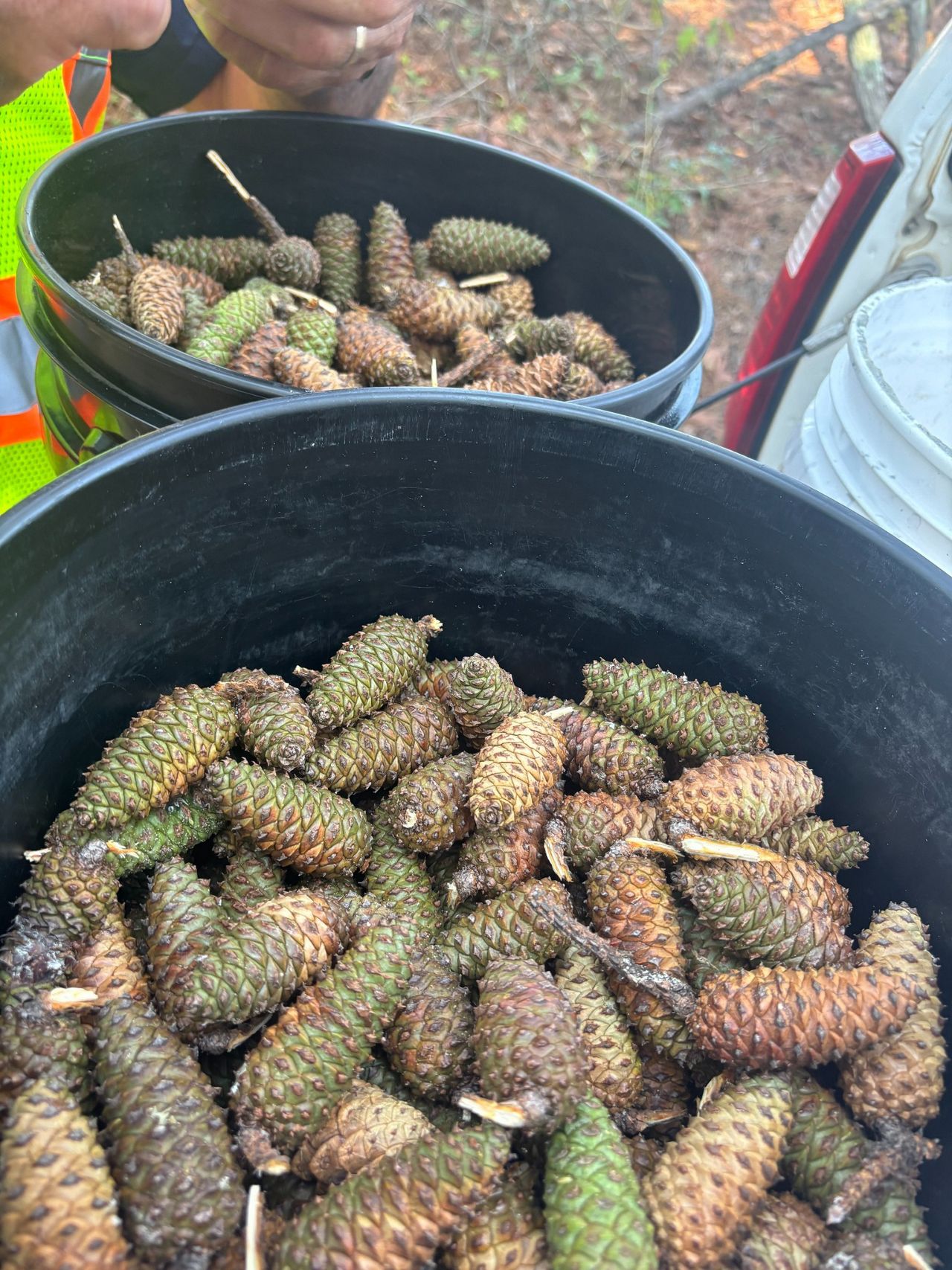 Restoring Shortleaf Pine Forests