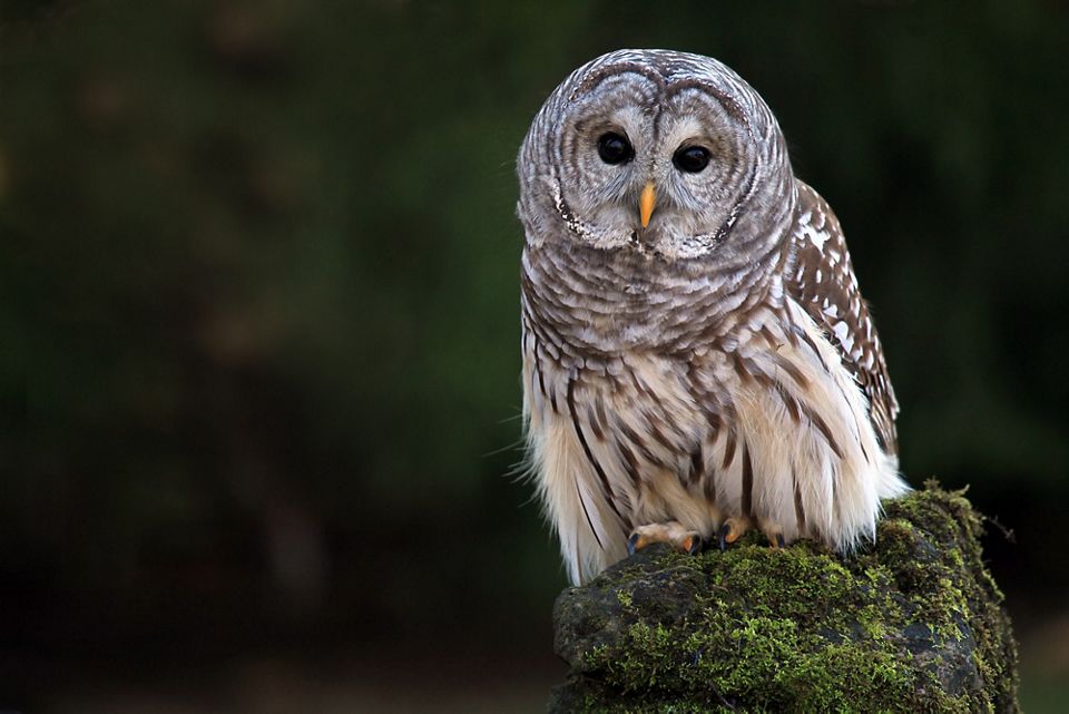 Owls | The Nature Conservancy