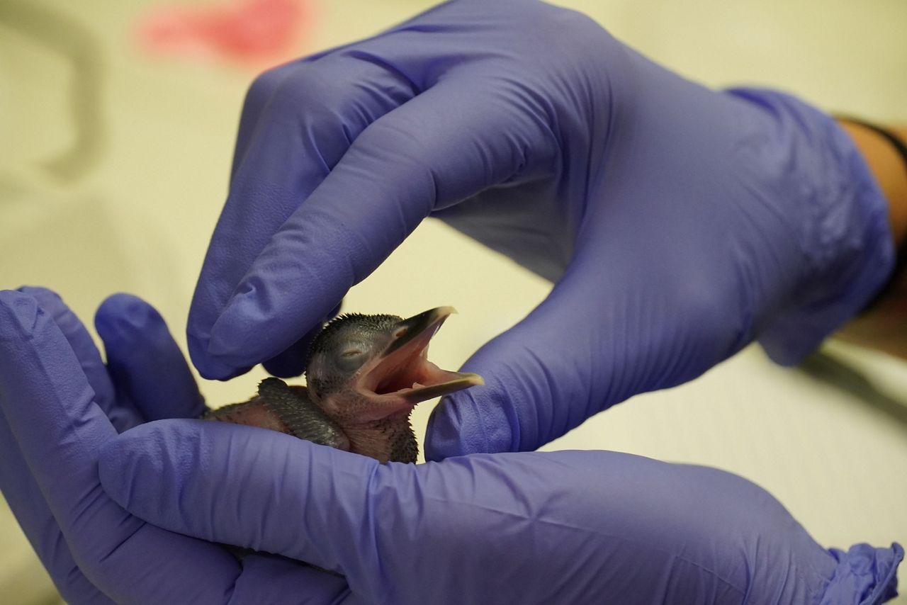 The Sihek (Guam Kingfisher) Finds Hope on Palmyra Atoll