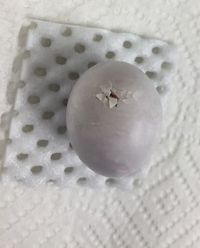 The Sihek (Guam Kingfisher) Finds Hope on Palmyra Atoll