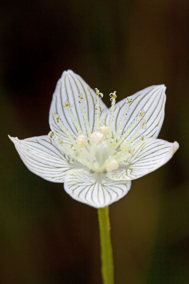 Green Swamp Preserve | The Nature Conservancy in NC