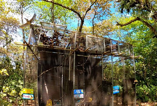 The Sihek (Guam Kingfisher) Finds Hope on Palmyra Atoll