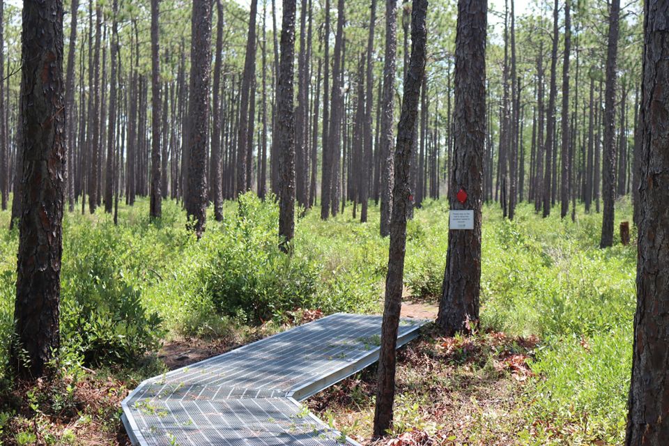 Green Swamp Preserve | The Nature Conservancy in NC