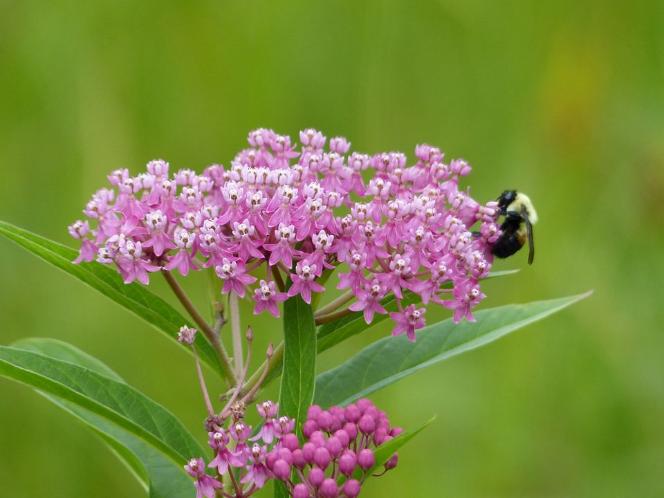 Ohio Wildflowers to Find All Year Long | The Nature Conservancy