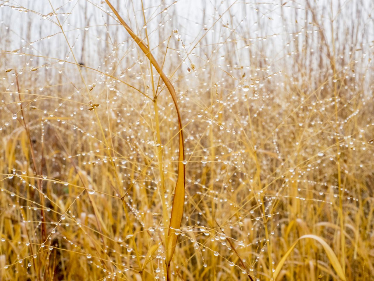 Nachusa Grasslands | The Nature Conservancy in Illinois